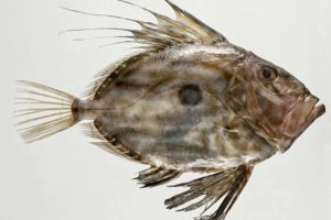 Dory (sunfish): what kind of fish, description, photos, benefits and ...