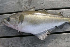 Polaka: O que é peixe, benefícios e danos, receitas culinárias